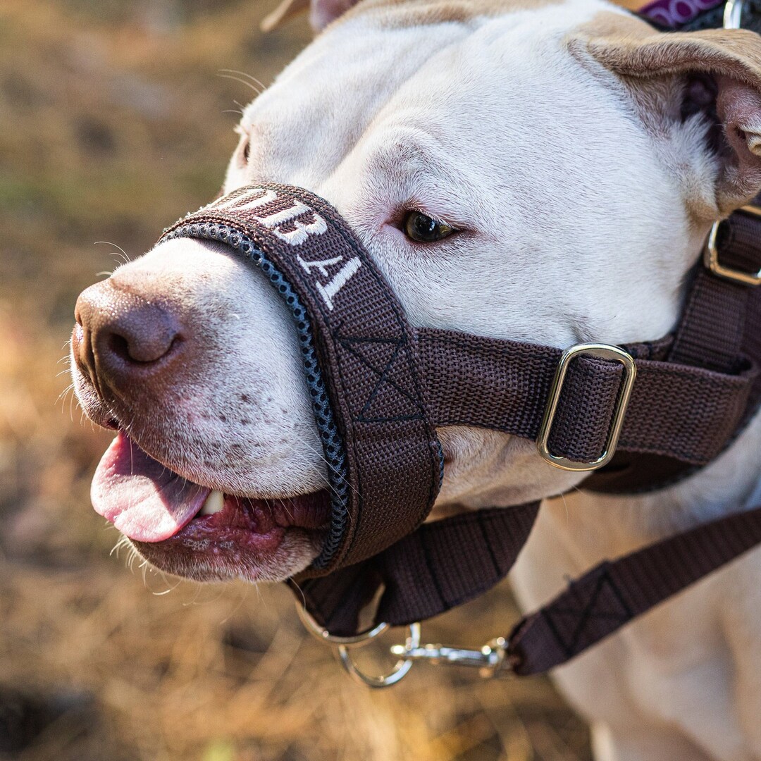 Halti / Halter for the Dog / Muzzle Alternative Padded Head Collar Dog ...