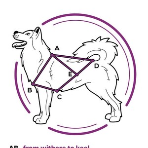 Canicross Set Sleddog Harness Tow Line Belt | Etsy