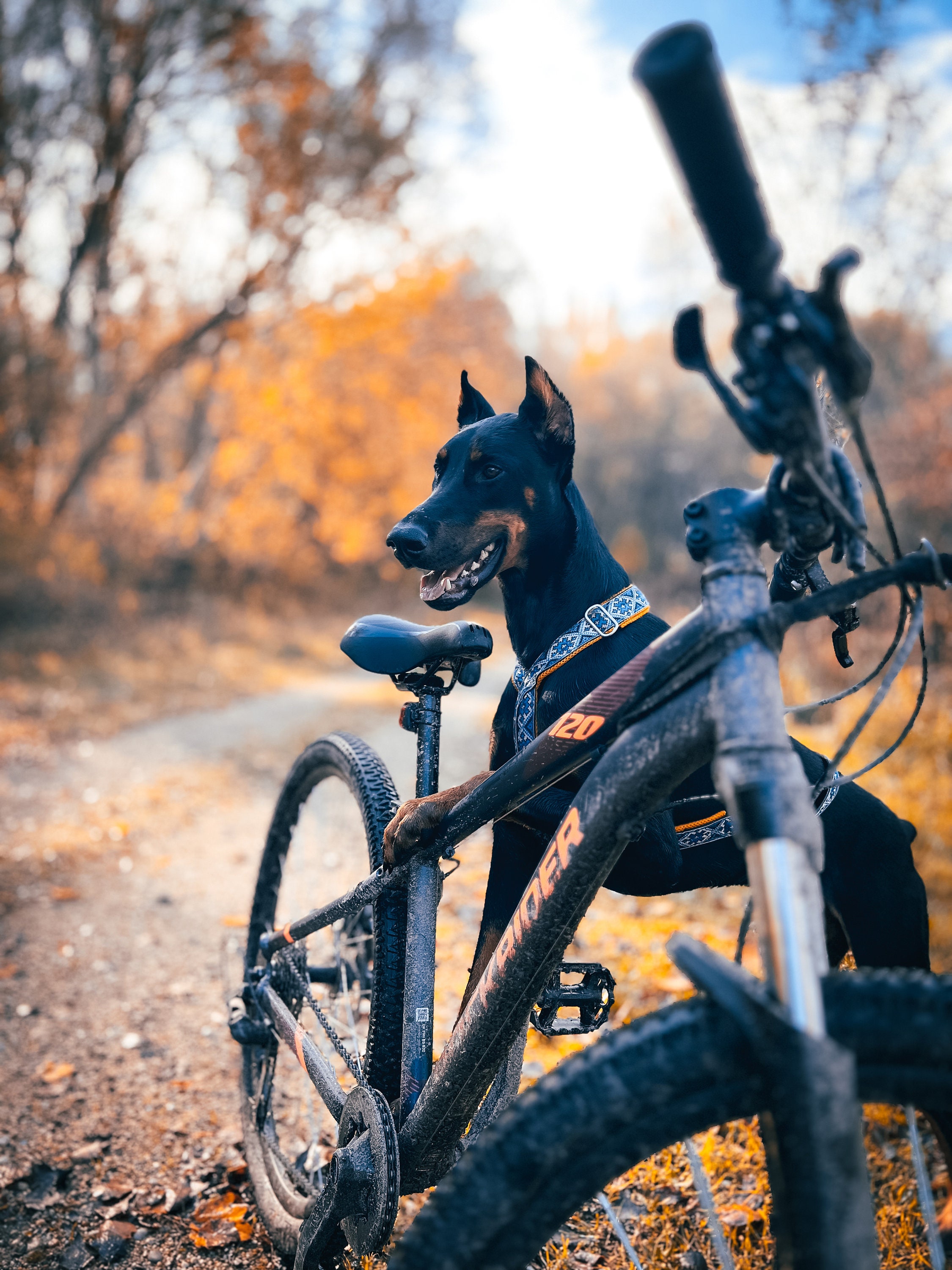 Dog Harness for Run - Bike - Sled and Walk - Bikejoring - Skijoring ...