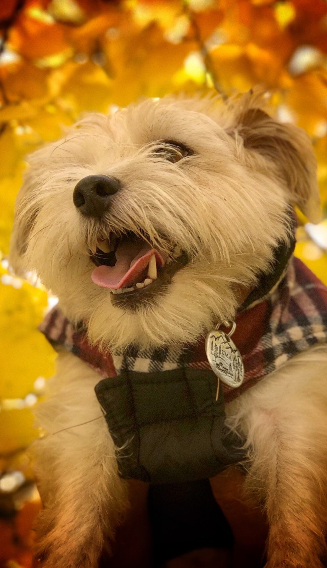 Pet ID Tag, Dog ID Tag, Pet Identification Tag, Personalized Pet Tag ...