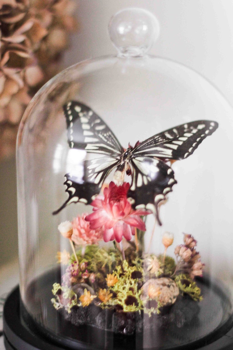 Butterfly Display Dome cotton Candy / Taxidermy Dome/ Butterfly Art ...