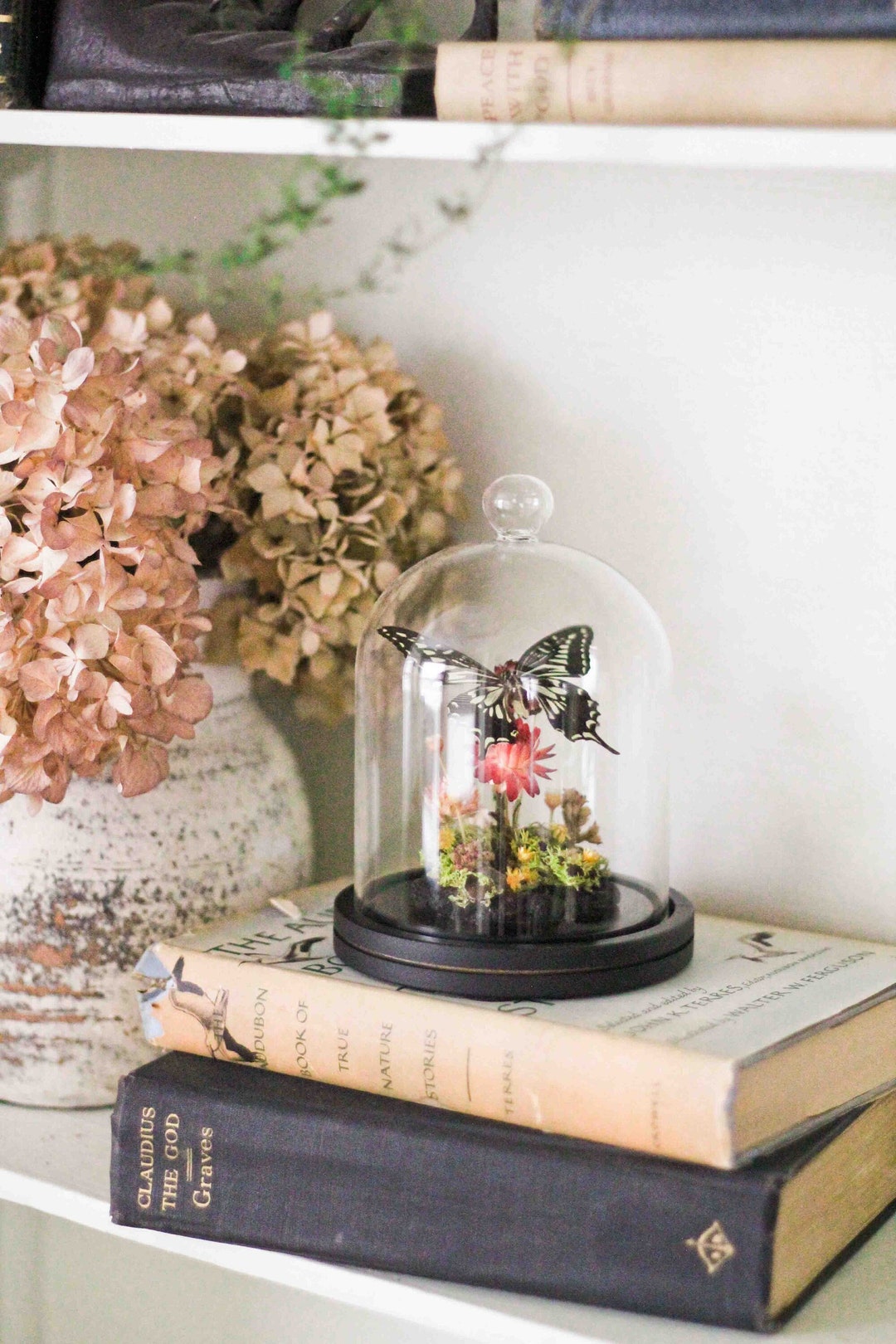 Butterfly Display Dome cotton Candy / Taxidermy Dome/ Butterfly Art ...