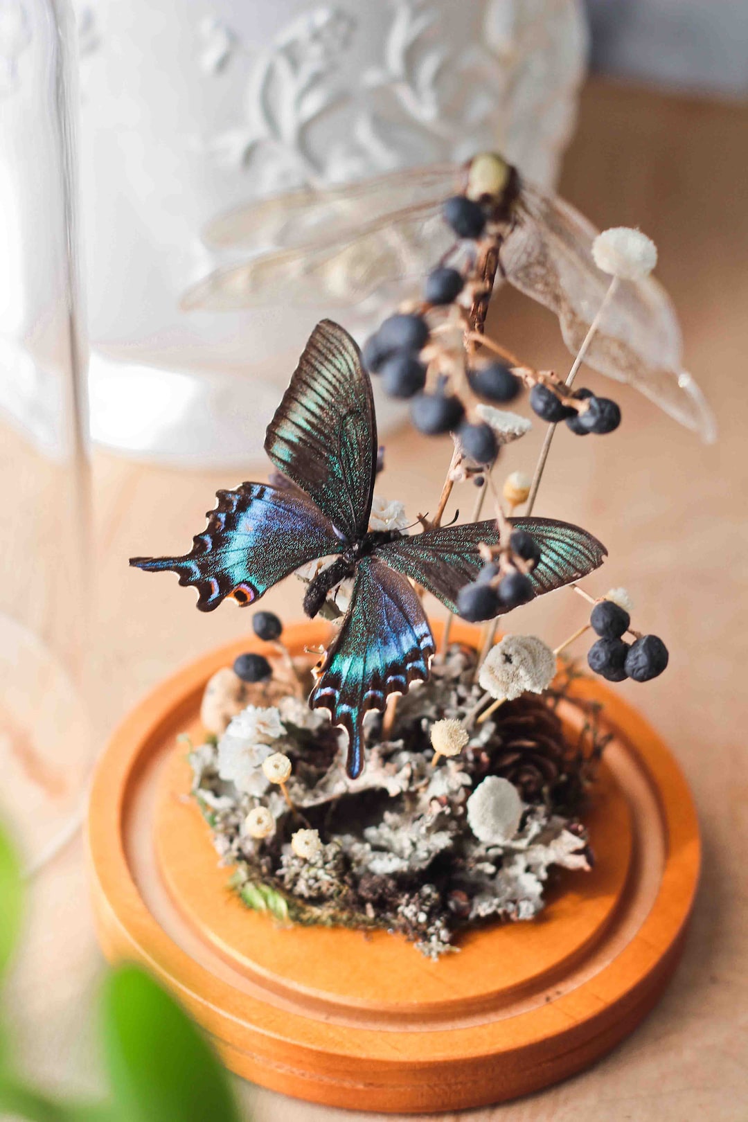 Butterfly & Dragonfly Display Dome distant Cousins / Taxidermy Dome ...