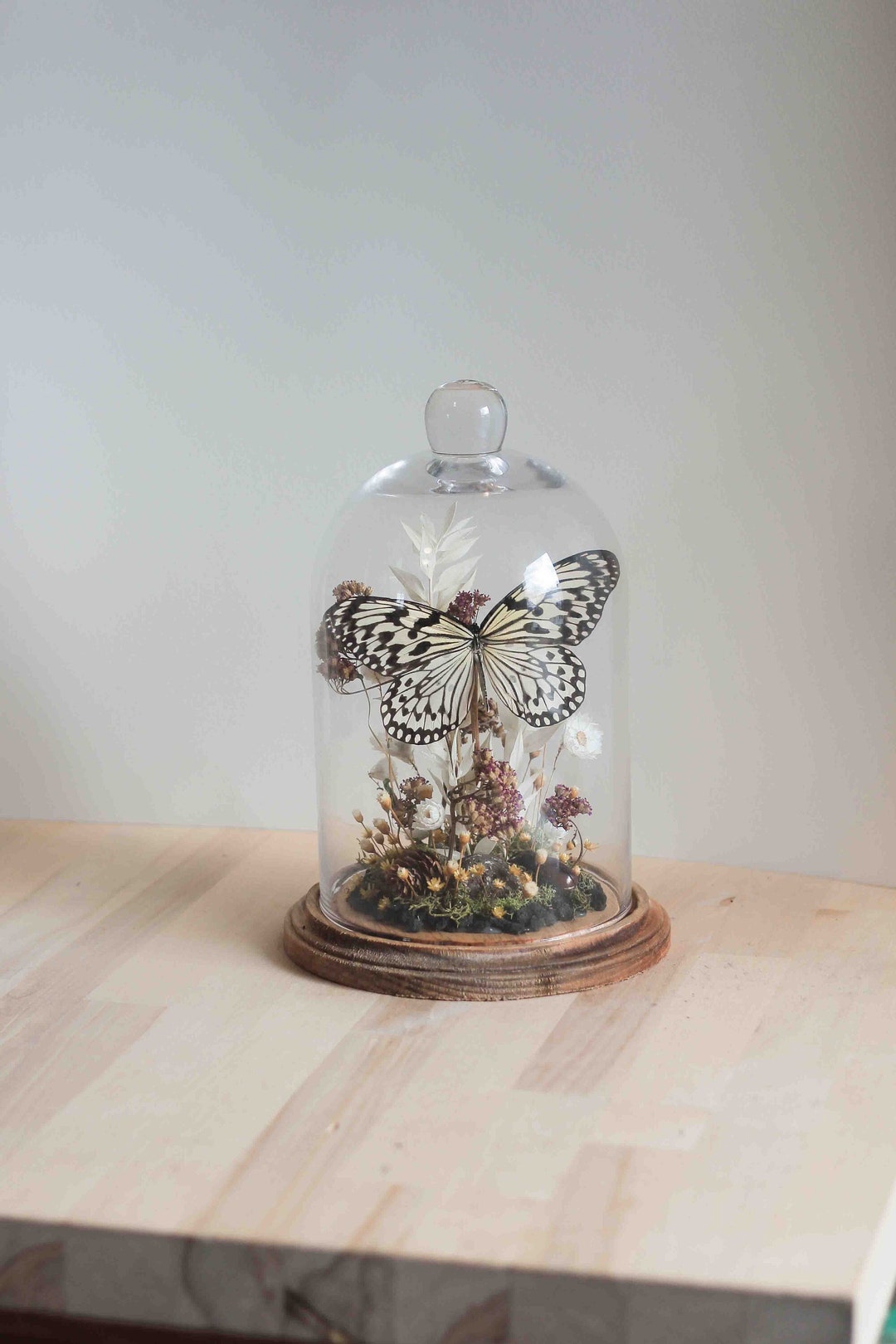 Large Butterfly Display Dome the Phantom of Spring / Taxidermy Dome ...