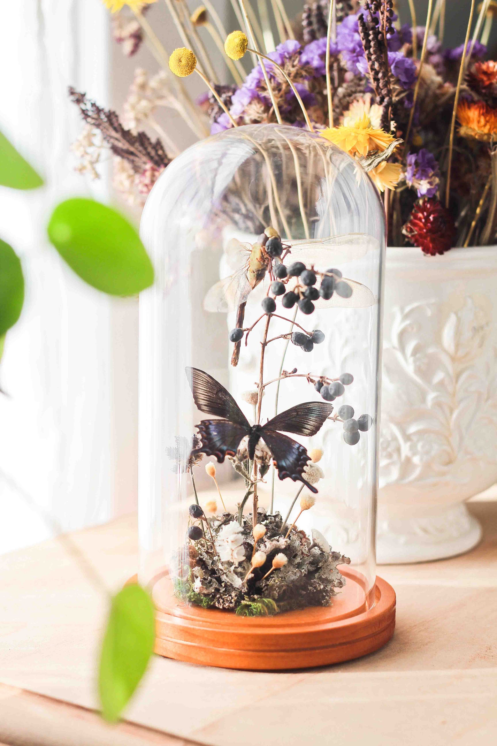 Butterfly & Dragonfly Display Dome distant Cousins / Taxidermy Dome ...
