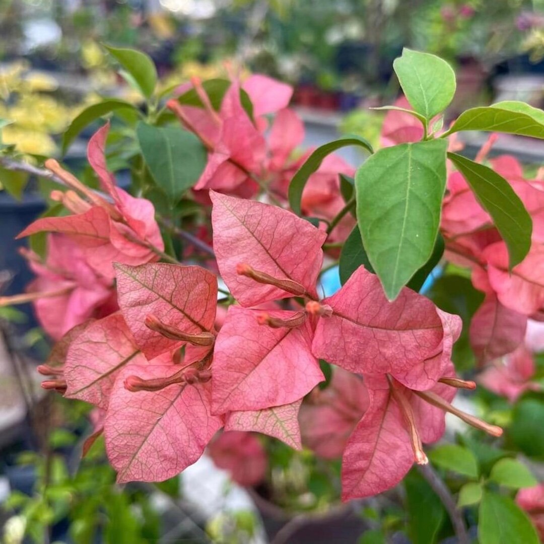Brizza Peach Bougainvillea Phyto Certificate Live Baby - Etsy