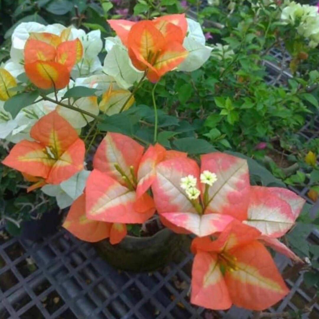 Golden Sunshine Bougainvillea Cutting Tree Beautiful Flower Cut - Etsy