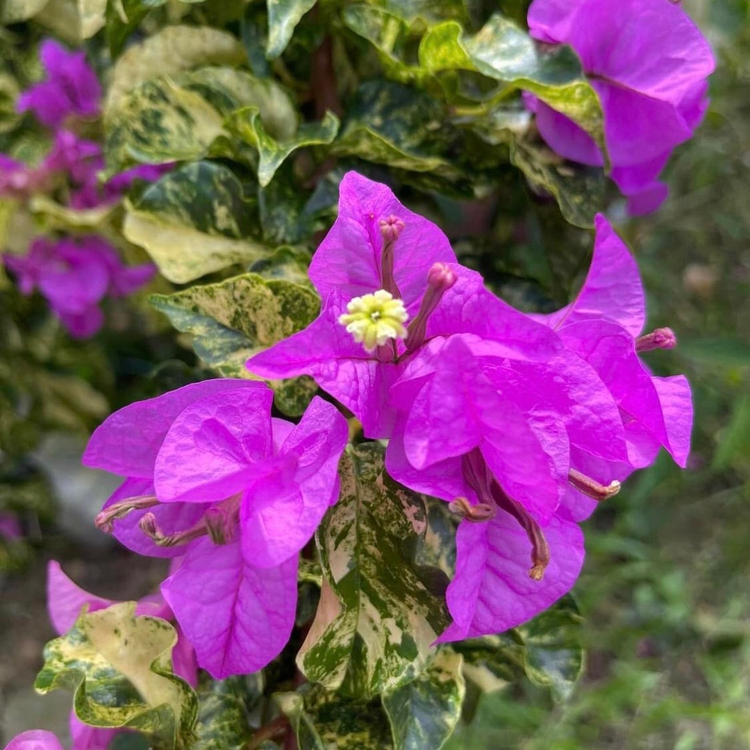 Maria Menado Bougainvillea Cutting Tree Beautiful Flower Cut - Etsy