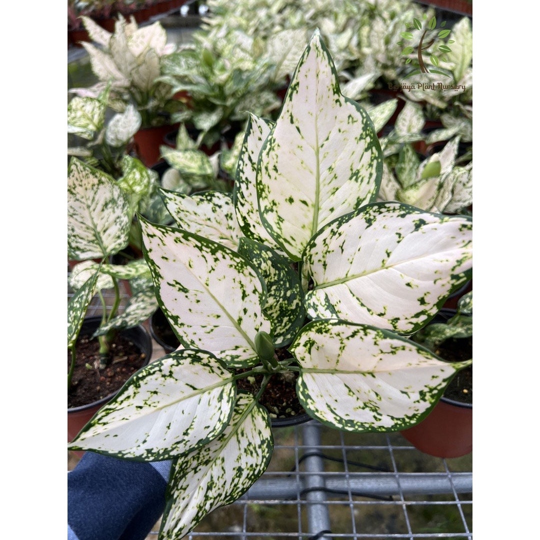 Etta Rose Aglaonema No Phyto Certificate Live Baby Plant Big Leaf Will ...