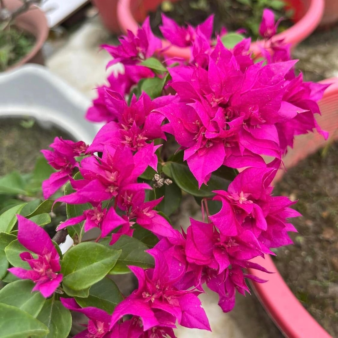 Aussie Purple Bougainvillea Cutting Tree Beautiful Flower Cut - Etsy