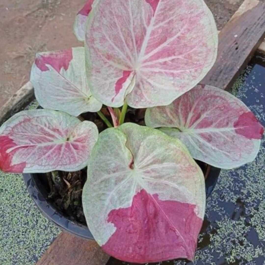 Bua Sawan Caladium No Phyto Certificate Live Baby Plant Big Leaf Will ...