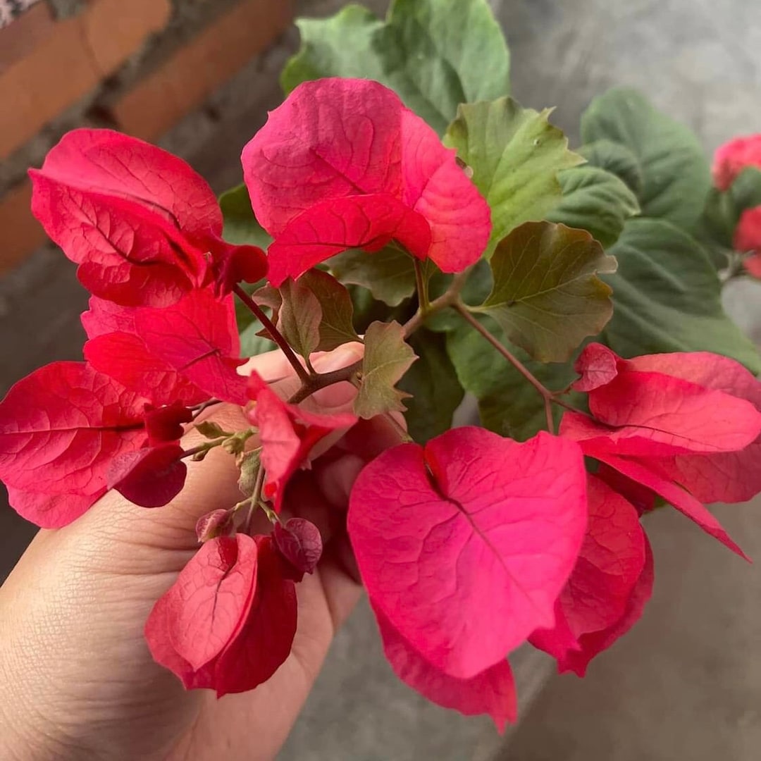 Duck Feet Bougainvillea Live Baby Plant Big Leaf Will Be Cut Beautiful ...