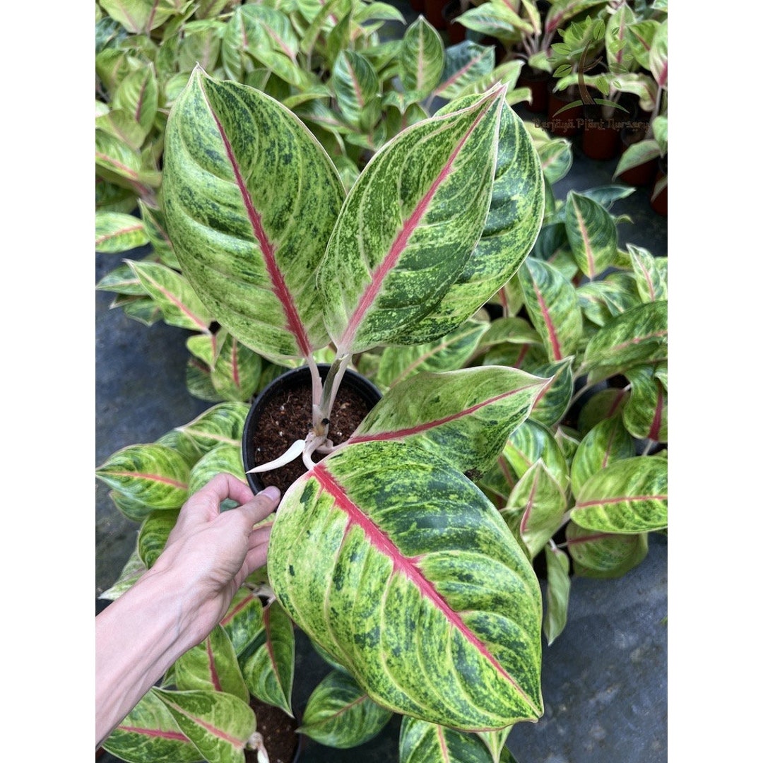 Golden Siam Aglaonema No Phyto Certificate Live Baby Plant Big Leaf ...