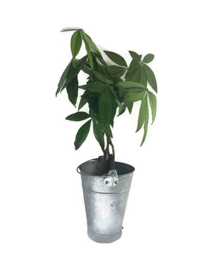 Vintage Tin Bucket / Pail Unique Shape Narrow Bottom Rustic | Etsy