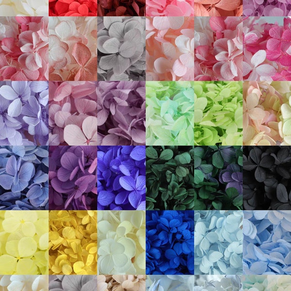 Preserved Hydrangea - Etsy