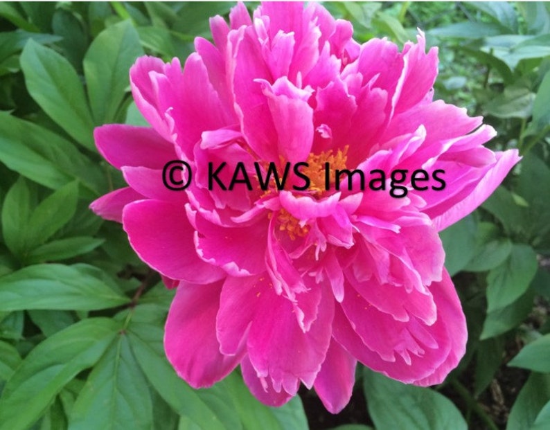 Fuchsia Peony Photograph - Etsy