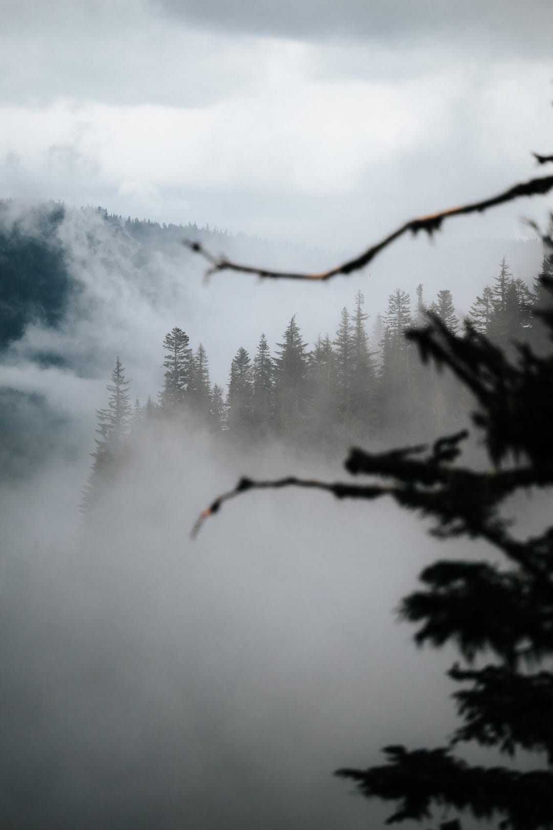 Foggy Evergreens | PNW Photo Print - Etsy