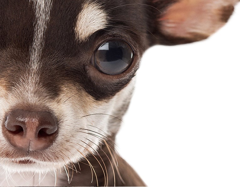 Puppy Dog Prints, Nursery Puppy Print, Animal Nursery Art, Baby Animal ...