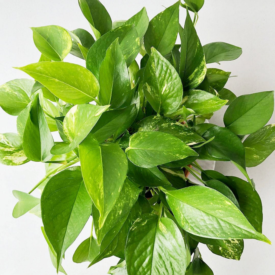 Golden Pothos 8 Devil's Vine Devil's Ivy Vine Easy Care Indoor Outdoor ...