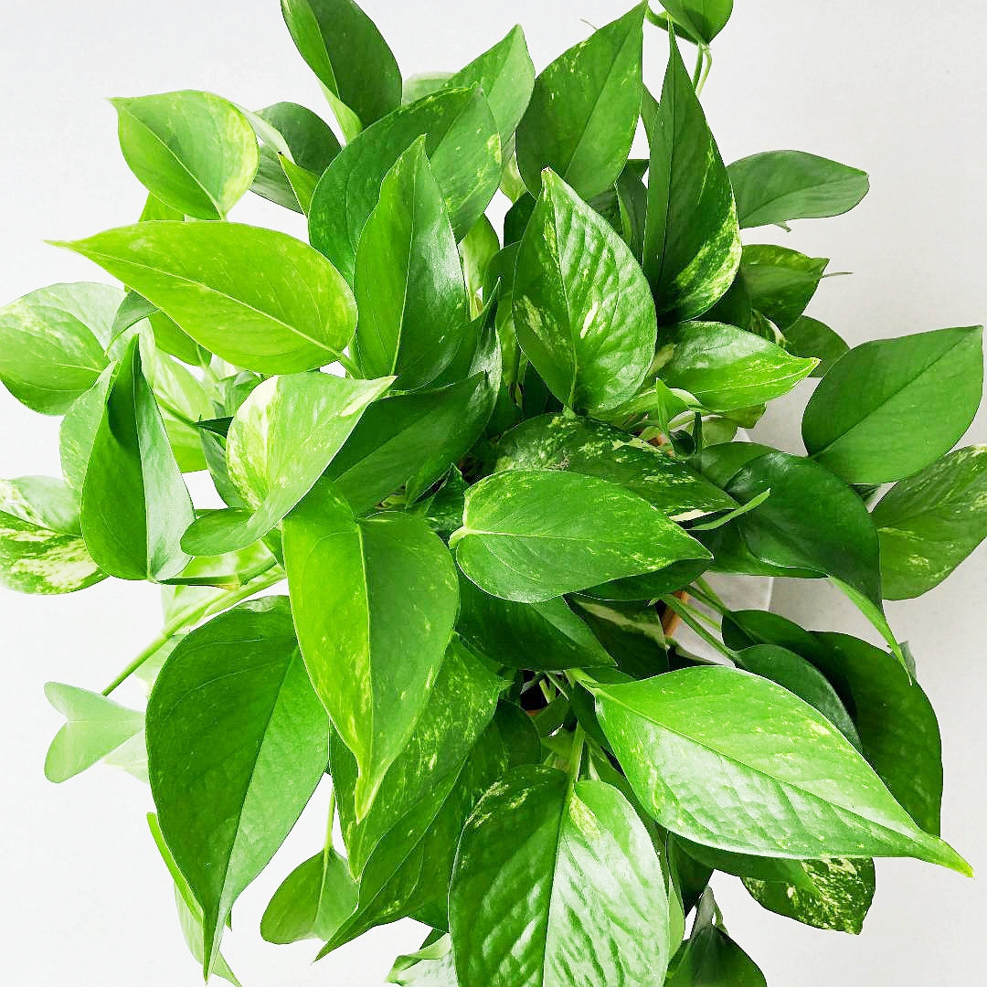Jade Pothos / Golden Pothos / Devil's Ivy Aureum / - Etsy