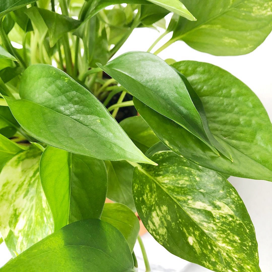 Golden Pothos 8 Devil's Vine Devil's Ivy Vine Easy Care Indoor Outdoor ...