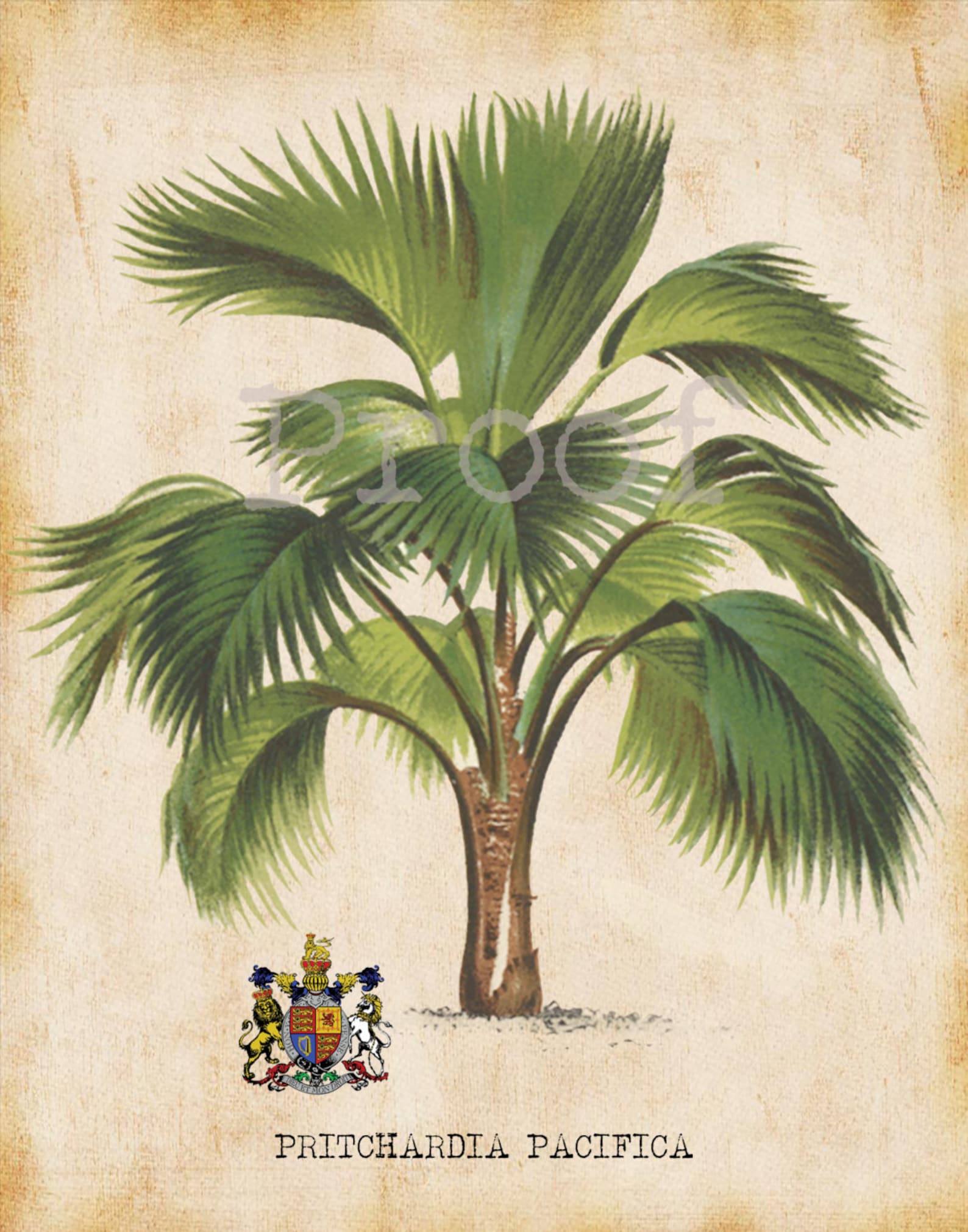Antique Palm Tree Art Prints Set for You to Print 8" X 10" Tropical ...