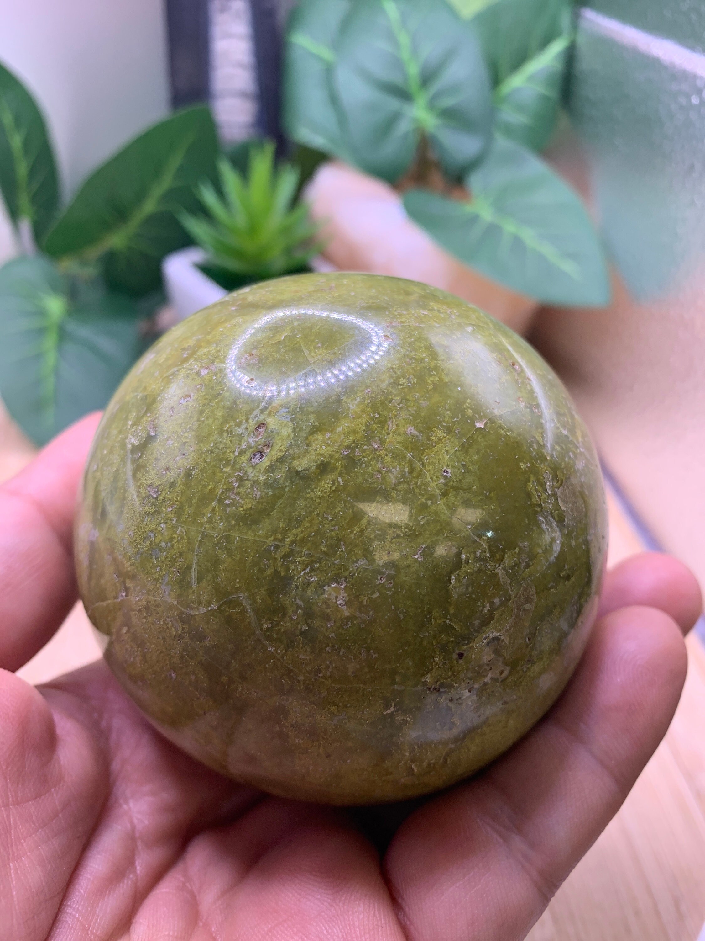 Largest Living Cell