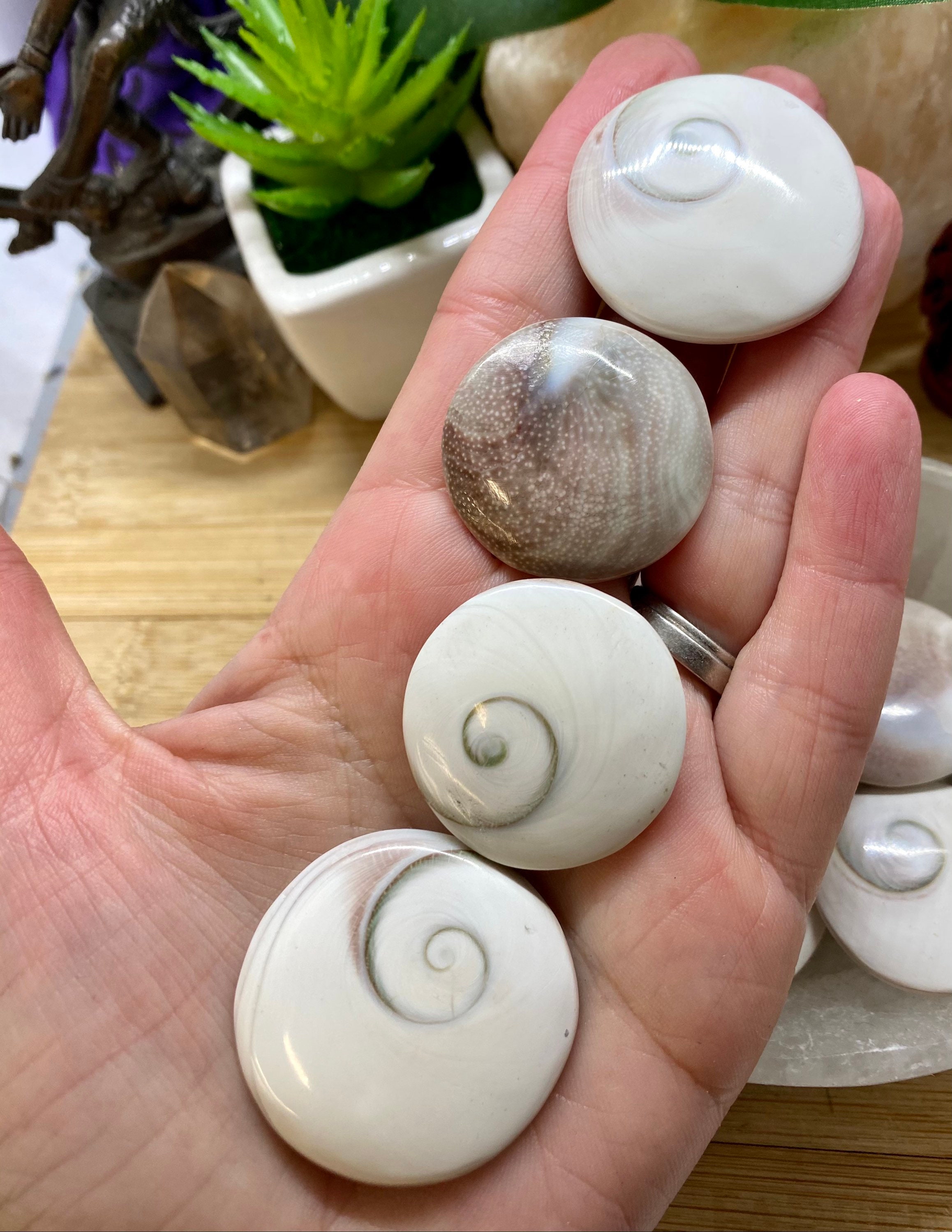Round Shivas Eye shell seashell crystal lord shiva