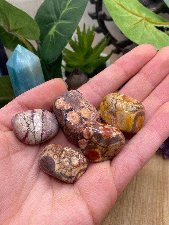 Tumbled Birds Eye Rhyolite From Mexico Stones Set With Gift - Etsy