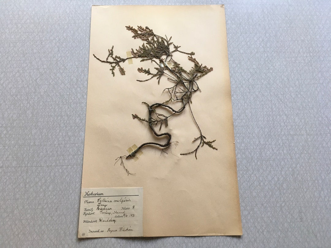 Heather / Antique 1930s Swedish Herbarium Page / Pressed Flowers ...