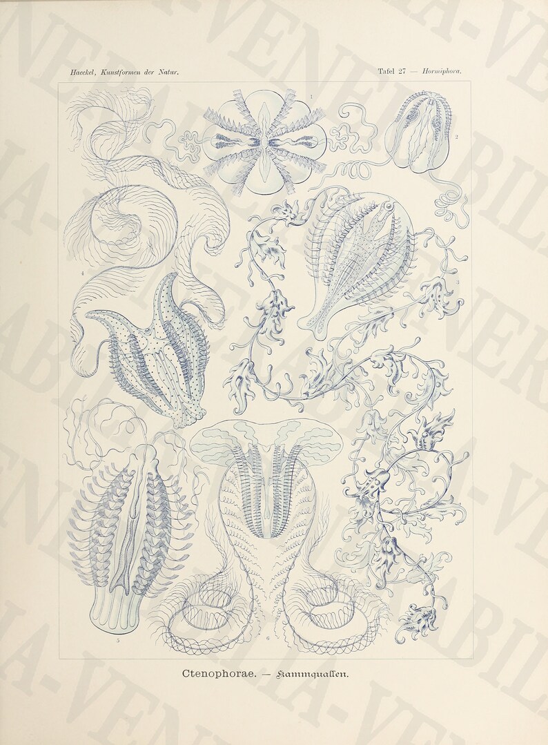 1899 Collection of 10 Ernst Haeckel Illustrations | Etsy