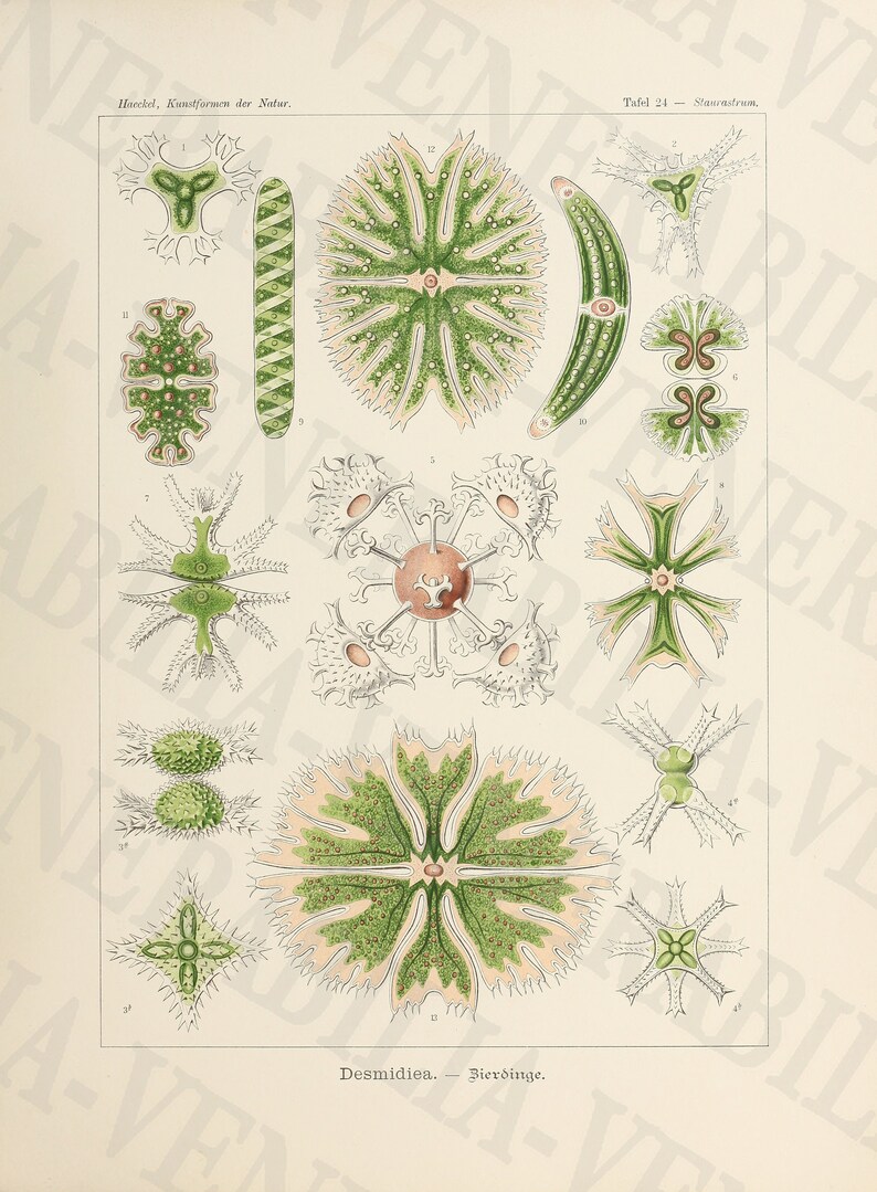 1899 Collection of 10 Ernst Haeckel Illustrations | Etsy