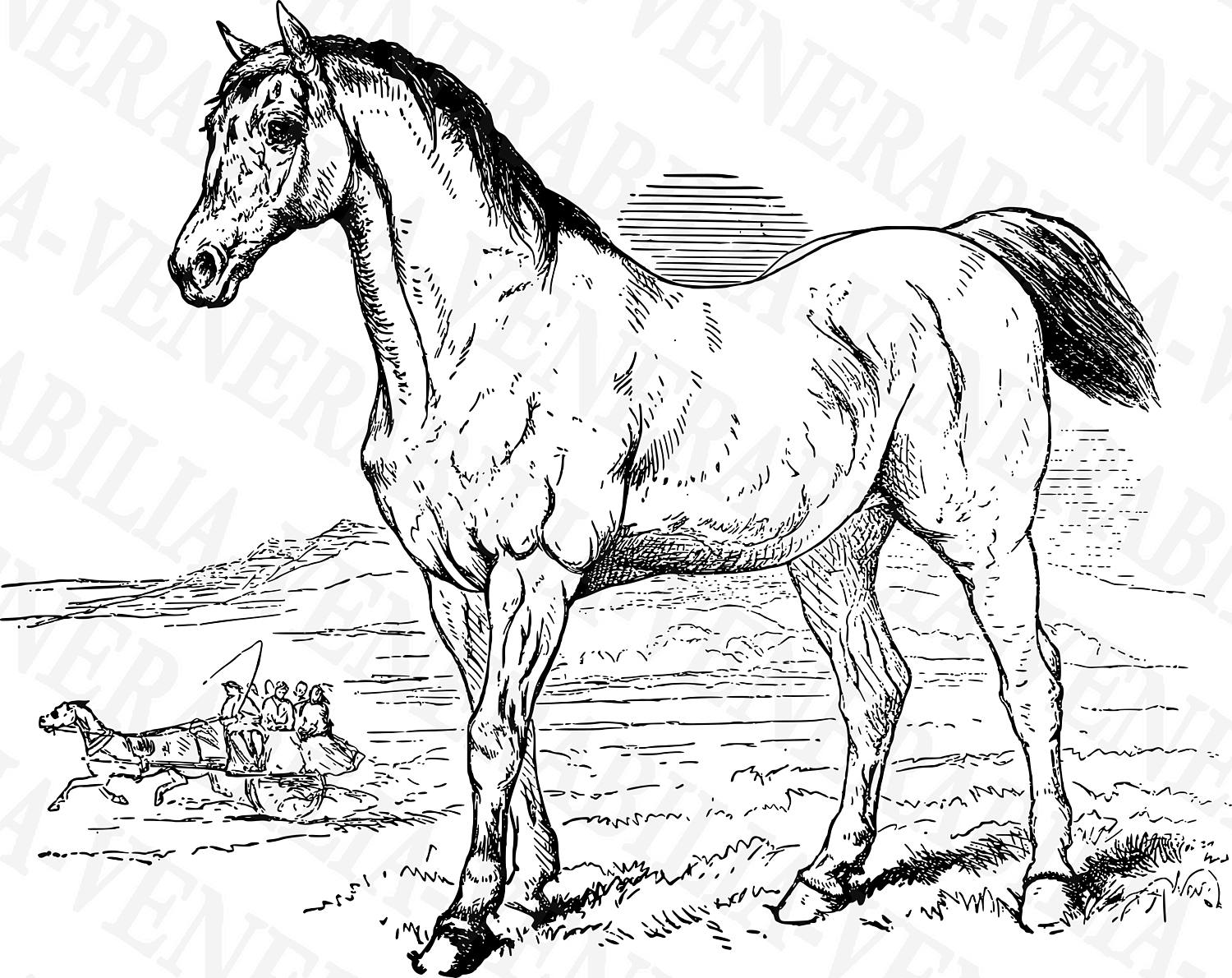 1900s Collection of 16 Harrison Weir Vintage Illustrations - Etsy