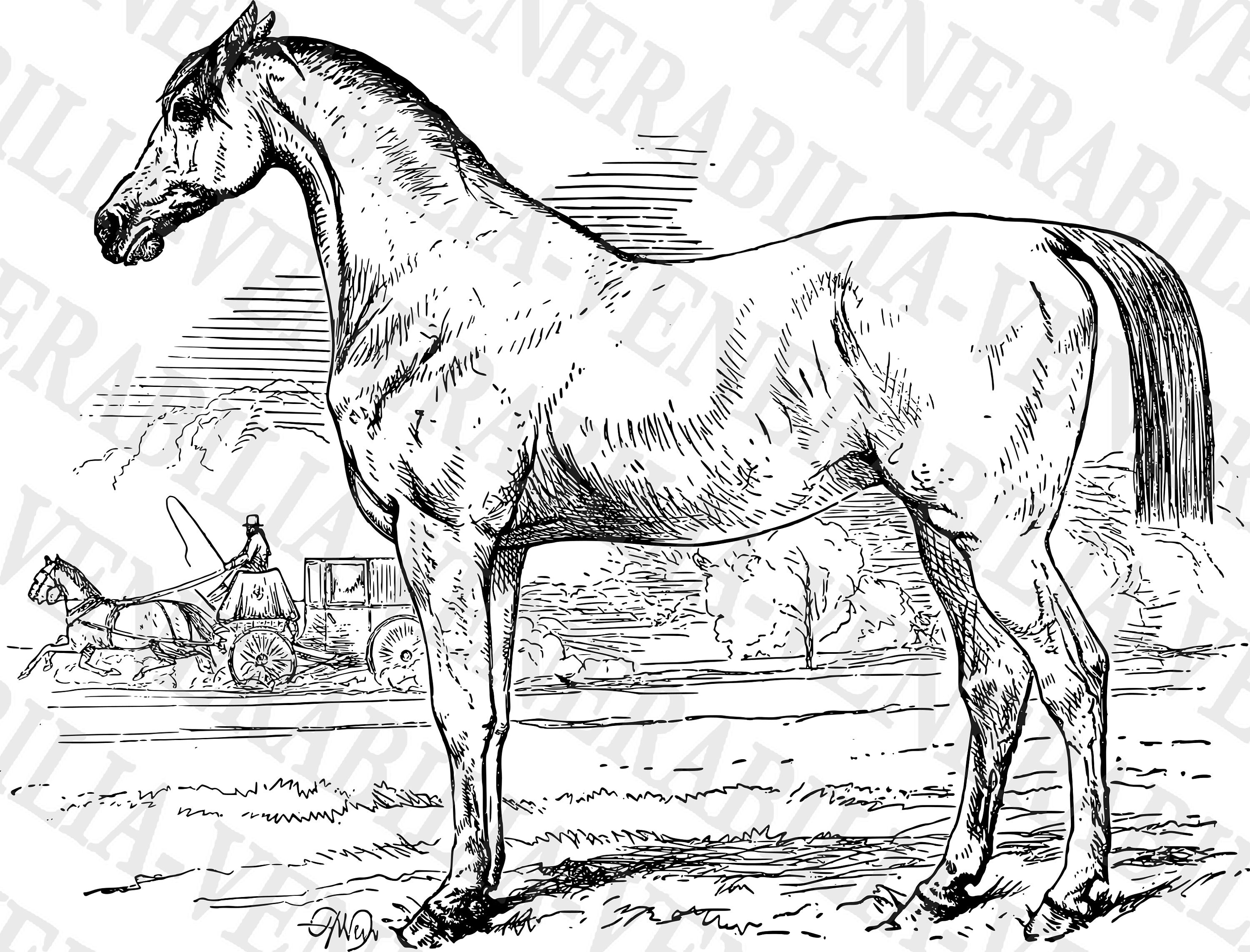 1900s Collection of 16 Harrison Weir Vintage Illustrations - Etsy