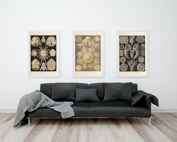 1899 Collection of 10 Ernst Haeckel Illustrations | Etsy