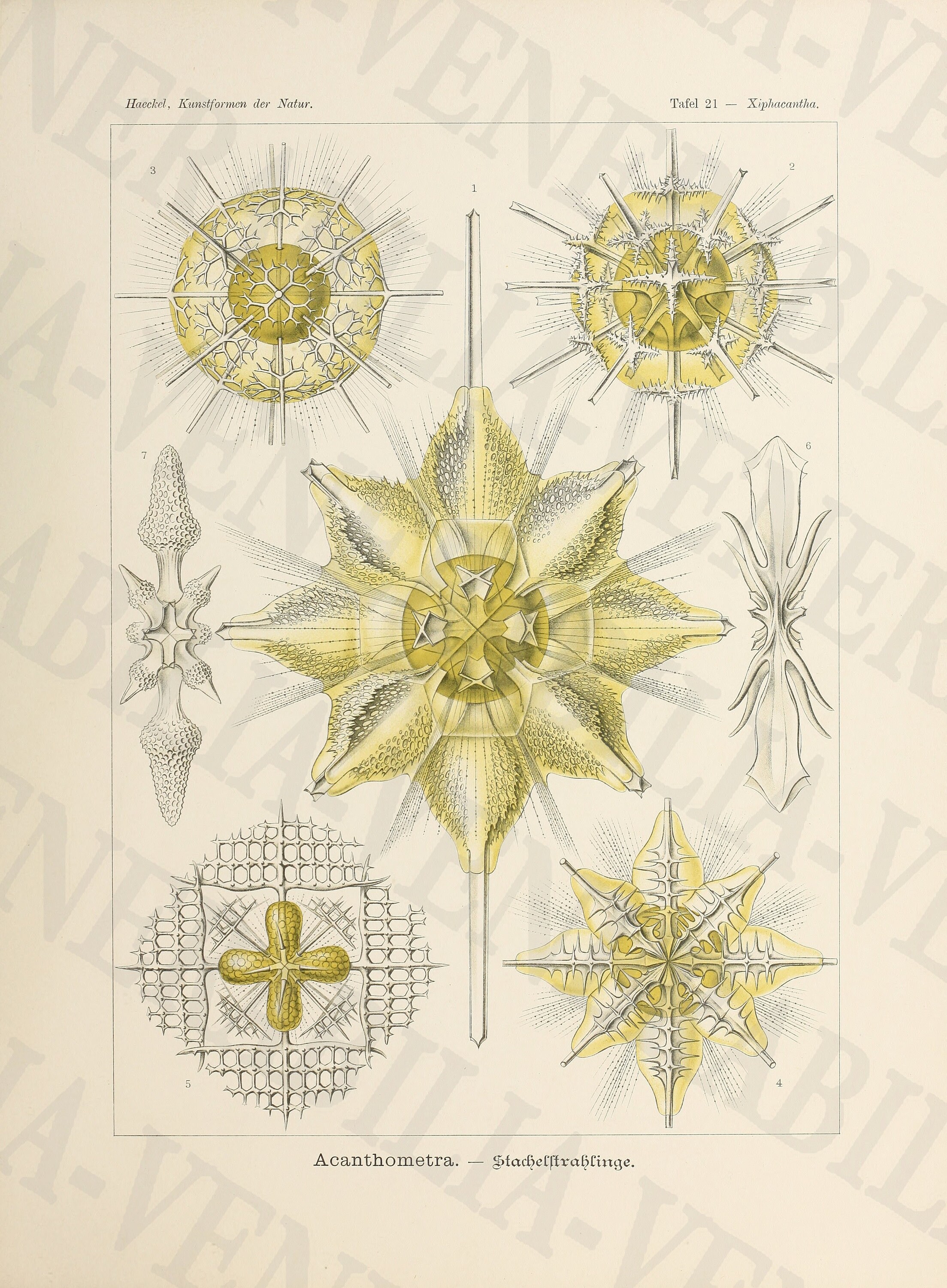 1899 Collection of 10 Ernst Haeckel Illustrations | Etsy