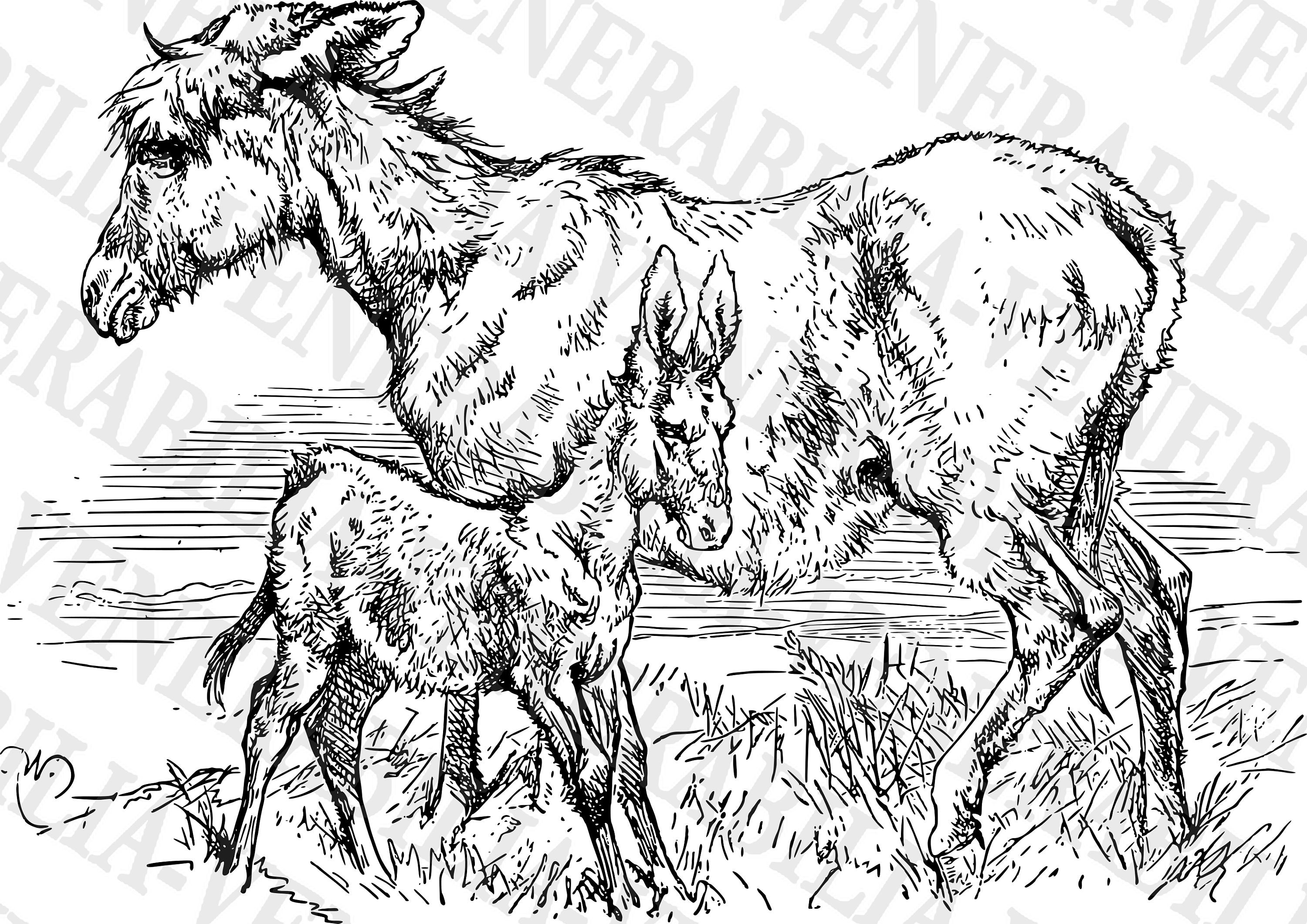 1900s Collection of 16 Harrison Weir Vintage Illustrations - Etsy