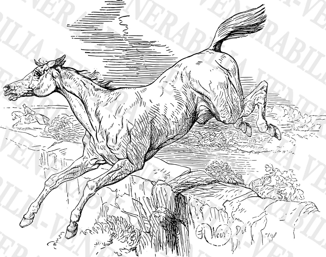 1900s Collection of 16 Harrison Weir Vintage Illustrations - Etsy