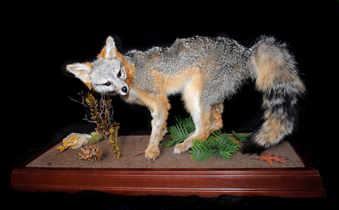 Gray Fox Mount With Base - AWARD WINNING - Etsy