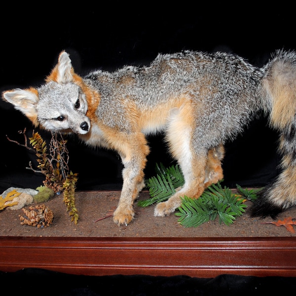 Gray Fox - Etsy