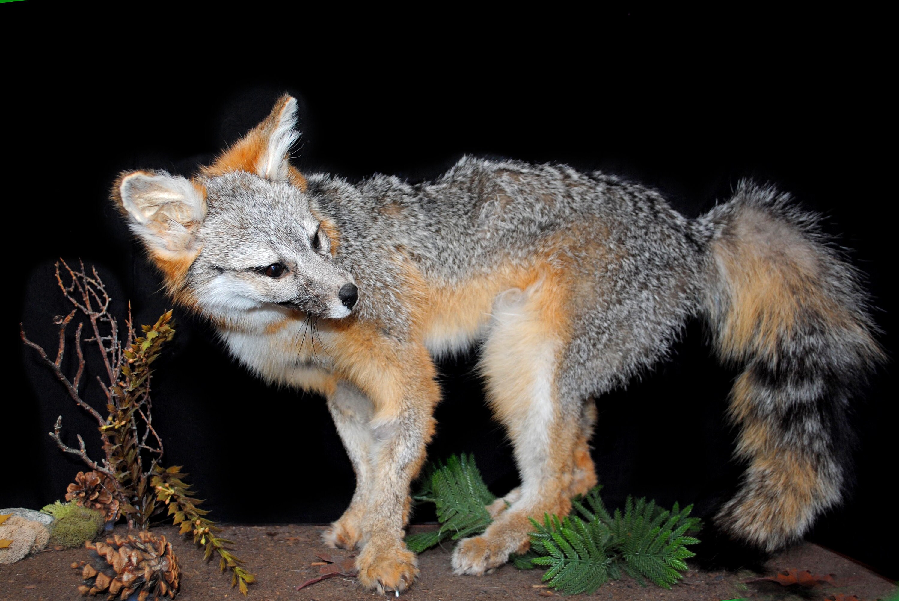 Gray Fox Mount With Base AWARD WINNING - Etsy