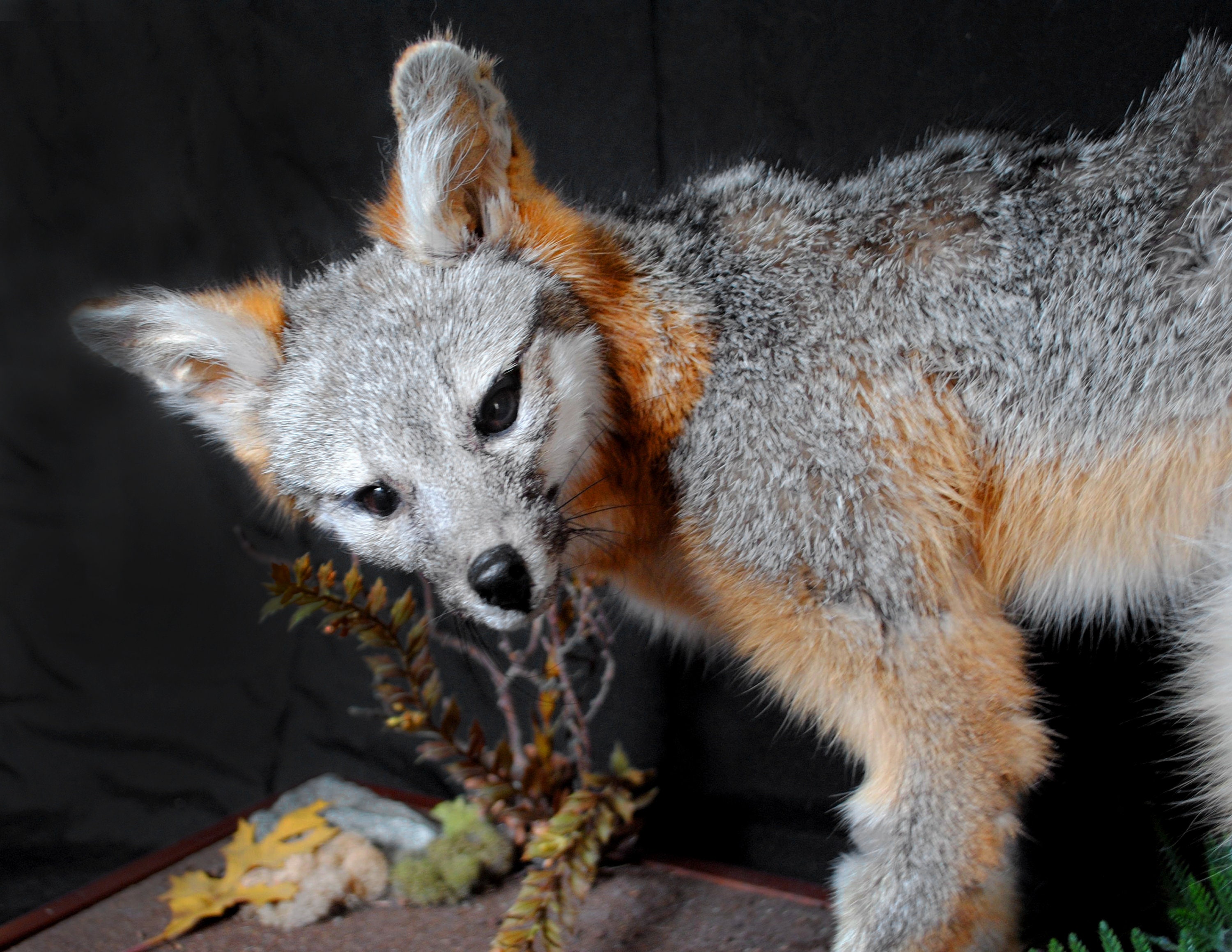 Gray Fox Mount With Base AWARD WINNING - Etsy