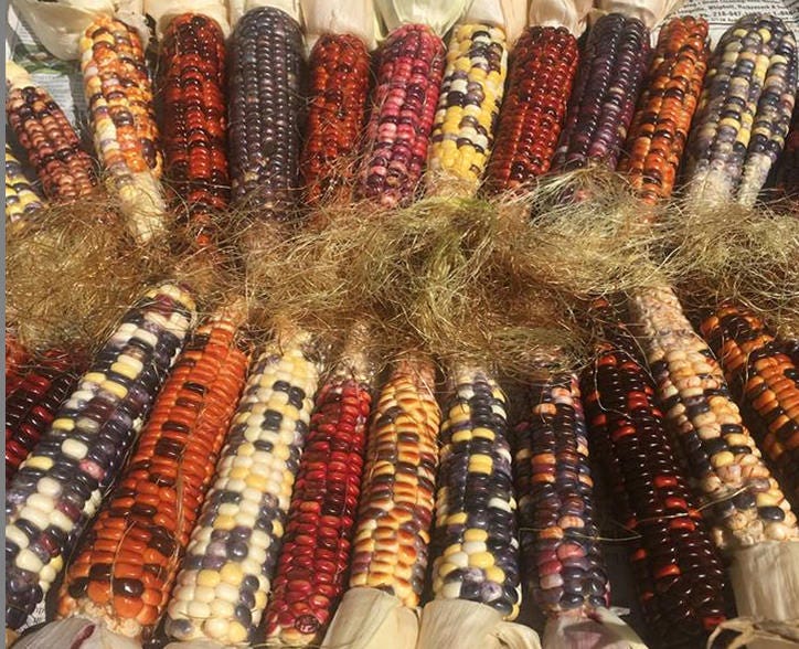 Mandan Bride Native Corn Seed Zea mays | Etsy