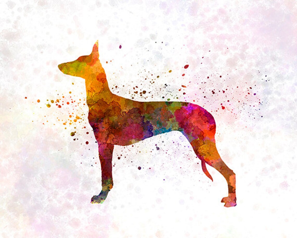 Pharaoh Hound 01 in Watercolor - Fine Art Print Poster Decor Home ...