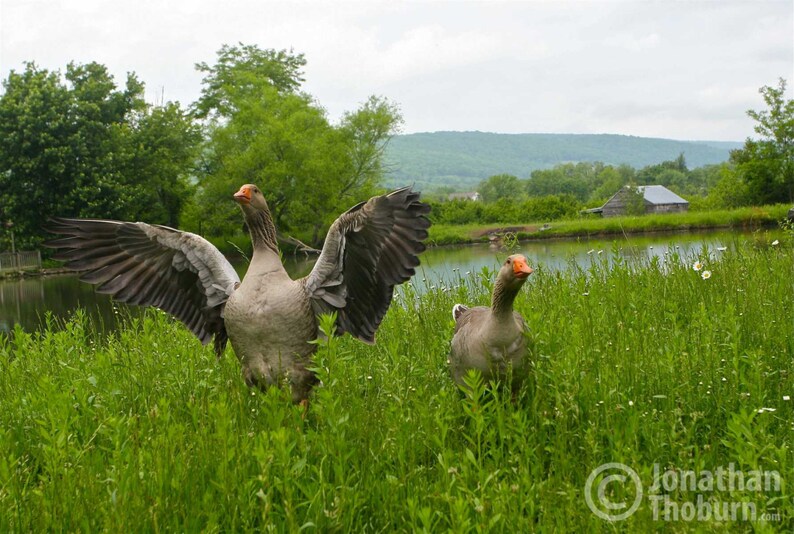 Geese in a Farm Meadow Bluemont Virginia Geese Photos | Etsy