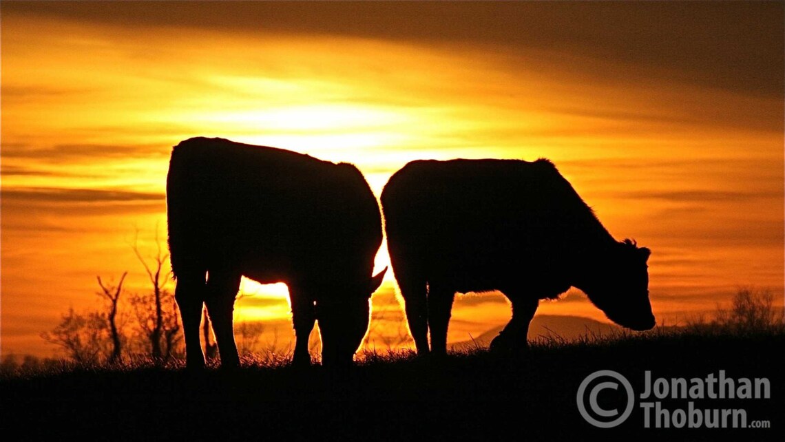 Cattle Grazing on a Virginia Ranch at Sunset 10x15 11x17 | Etsy