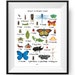 Insect Alphabet Chart Art Print - Etsy