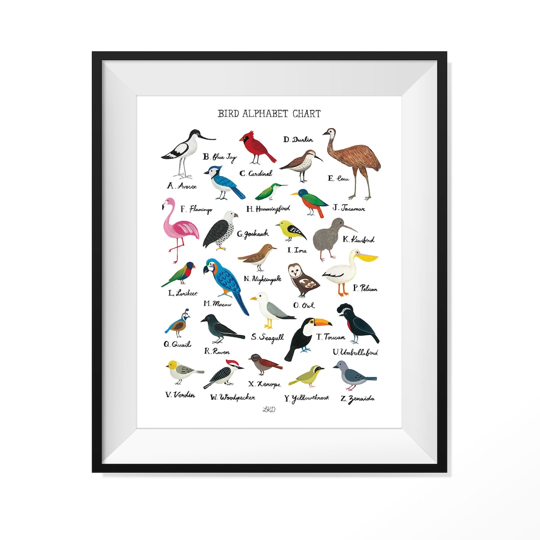 Bird Alphabet Chart Art Print - Etsy