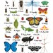 Insect Alphabet Chart Art Print - Etsy Canada