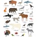 Canadian Wildlife Alphabet Chart - Etsy